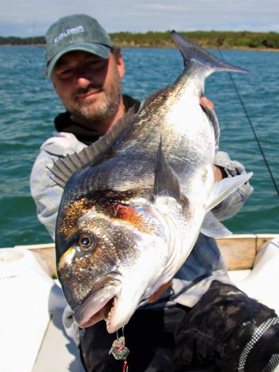 Sea bream fishing with tenya, an active and efficient fishery