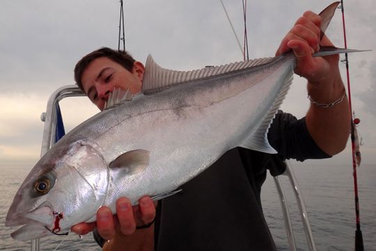 Free line amberjack rig with a live horse mackerel