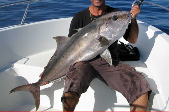 Free line amberjack rig with a live horse mackerel