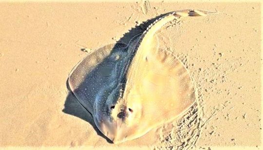 Fishing for rays, a sensational fishery with a twist