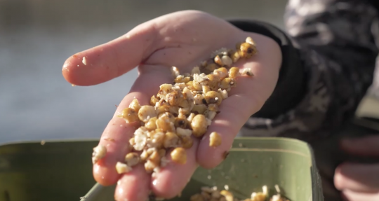 Tiger nuts for carp fishing, preparation and use