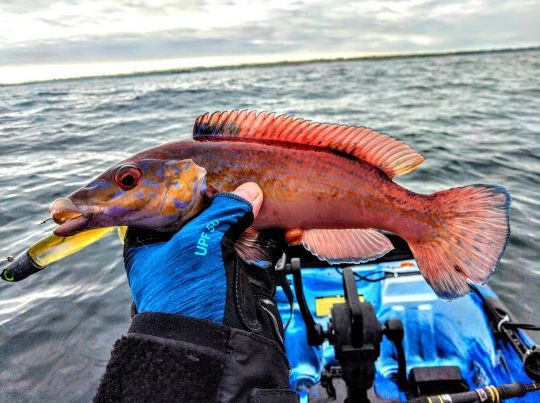 The old coquette, a pretty fish with exotic colors