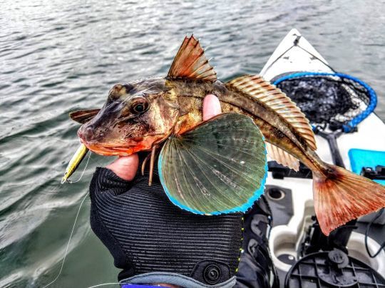 4 different species of gurnards to discover, atypical fish