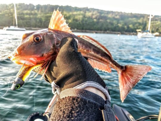 4 different species of gurnards to discover, atypical fish