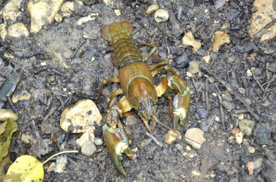 Understanding crayfish behaviour for predator fishing