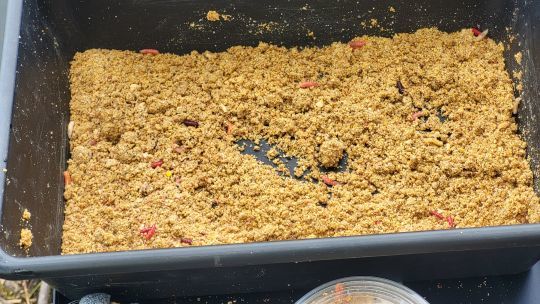 Fishing with maggots at sea: a period of accustoming to success