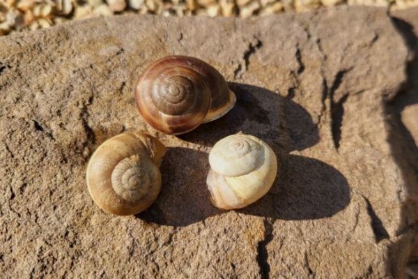 It's possible to fish with land snails at sea!