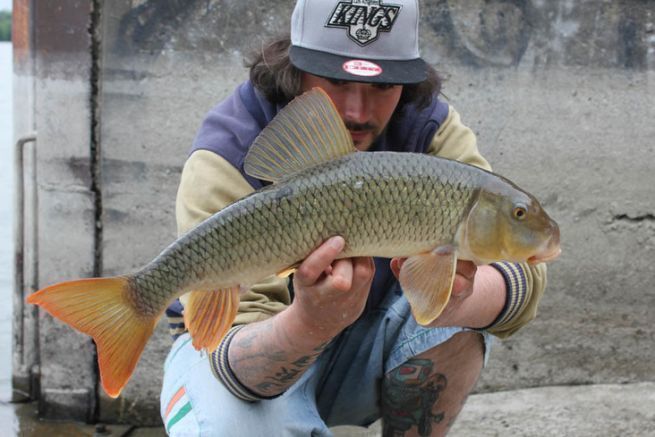 4 species of atypical fish that inhabit the waters of Quebec and Canada