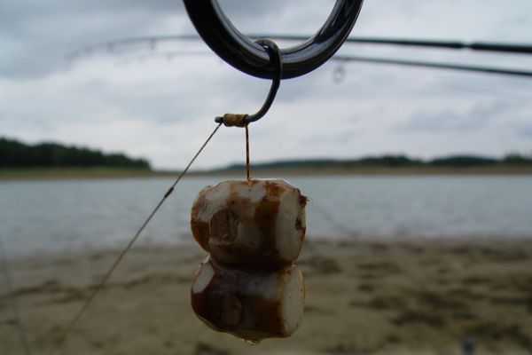 Tiger nuts for carp fishing, preparation and use