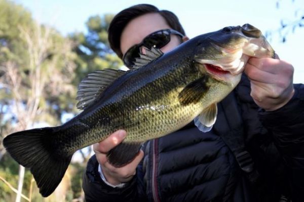Winter black bass fishing, finding the big fish