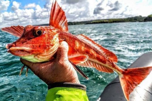 4 different species of gurnards to discover, atypical fish