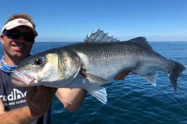 Why is it so important to release big fish?