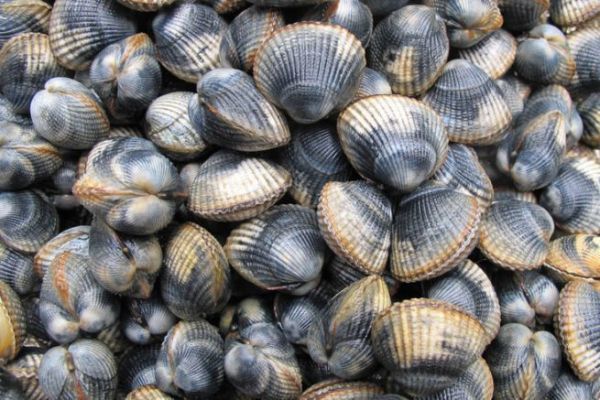 Cockle harvesting on foot, easy and fun for everyone