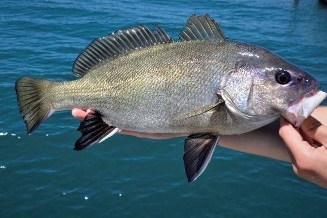 The common corb, a fish to be put back in the water imperatively