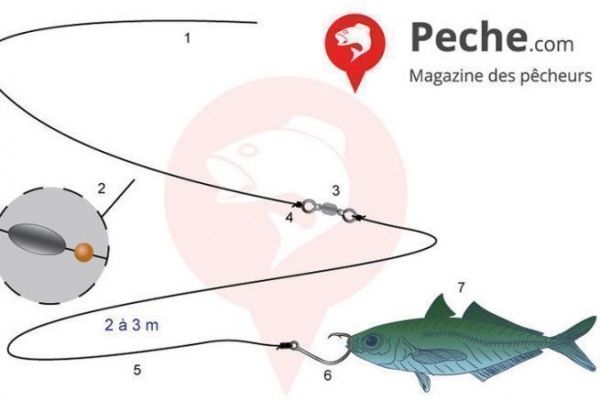 Free line amberjack rig with a live horse mackerel