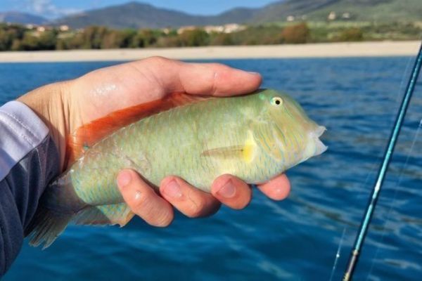 The rason, an unusual and beautiful fish with atypical behaviour