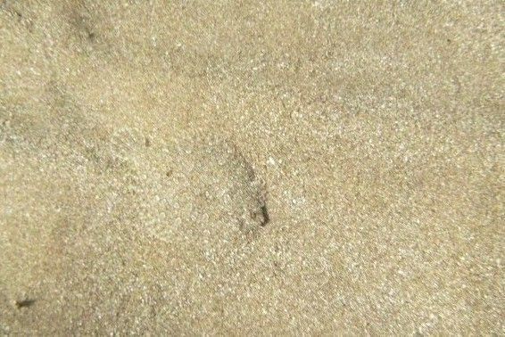 The rombou, a flatfish that excels in the art of camouflage