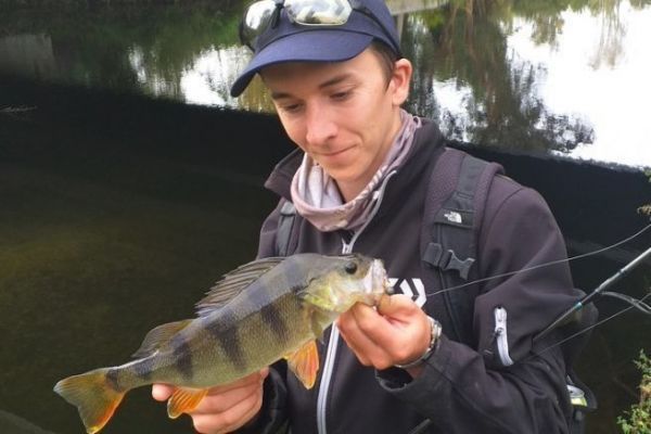 Fishing for perch in winter, the most effective techniques
