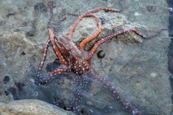 The spotted octopus, a rare cephalopod species in the Mediterranean