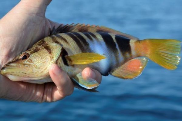 The serran écriture, a common species on the Mediterranean coast