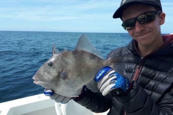The common triggerfish, a species increasingly present on our coasts
