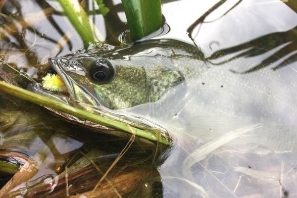 Surface fly fishing for black bass, explosive attacks