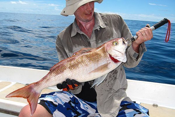 The golden-banded snapper, a predator to look out for