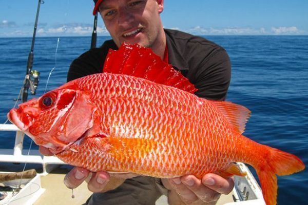 The giant squirrelfish, an atypical coral reef fish
