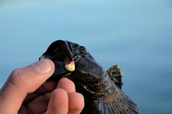 Choosing the right lead head shape for light sea fishing