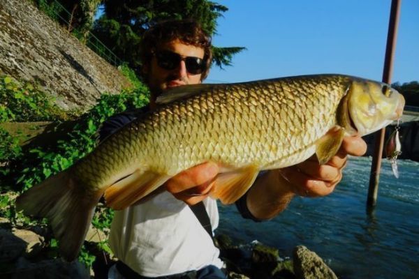 Chub fishing with hard lures in summer, easy and fun