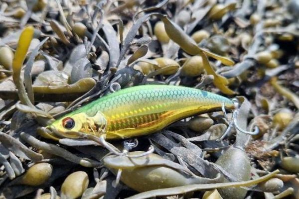 The Maliera 68S from Trefle Création, new and already a success!