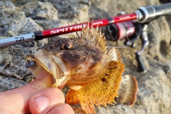Fishing in the Mediterranean, different fish to catch with rockfishing