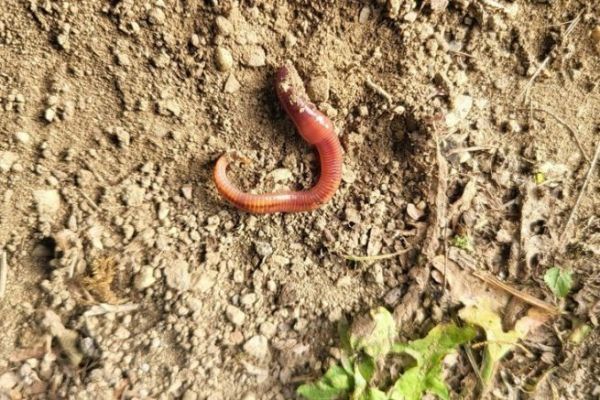 Can you fish with earthworms as bait at sea?