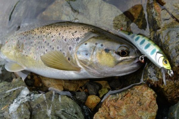 Effective trout fishing with sinking minnows