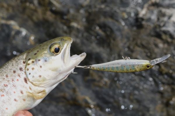Trout fishing with large-flanked swimmer fish