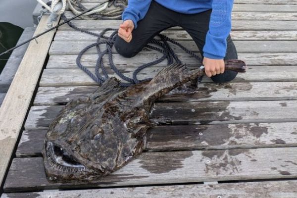 Capturing an anglerfish from the shore in Corsica: an exceptional catch?