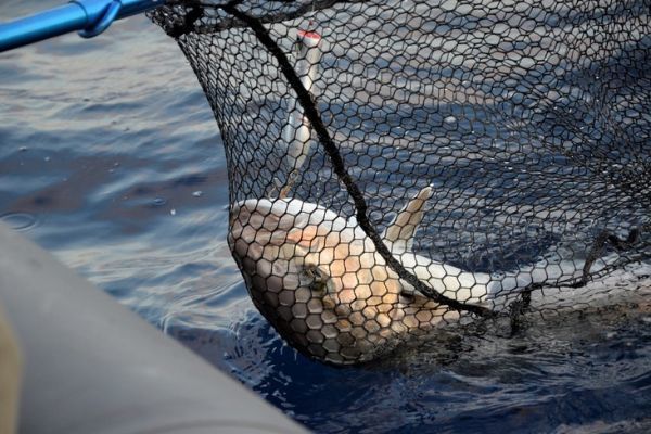 Amberjack fishing: tips for easier success