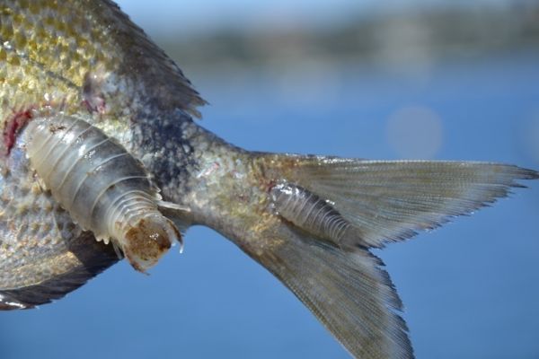Sea lice, common external parasites
