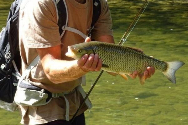 The chub, a fish to be caught all year round in a variety of ways
