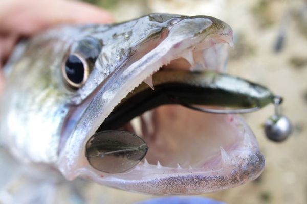 Cheburashka assembly, fish differently with articulated soft lures