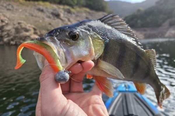 Daiwa Tournament D'Fin, a soft lure for fine fishing