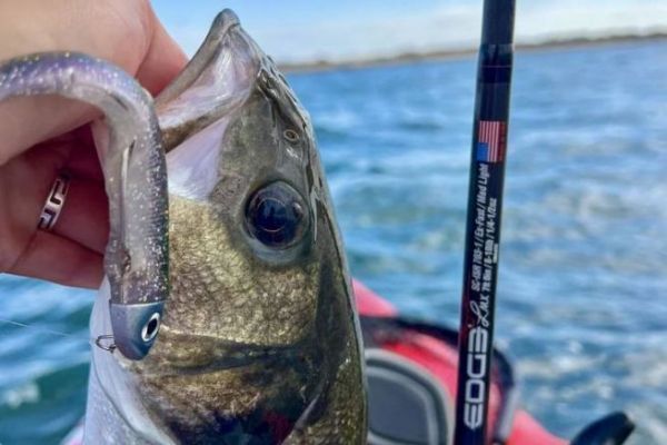 Edge Rods: 10 references to cover all sea fishing needs